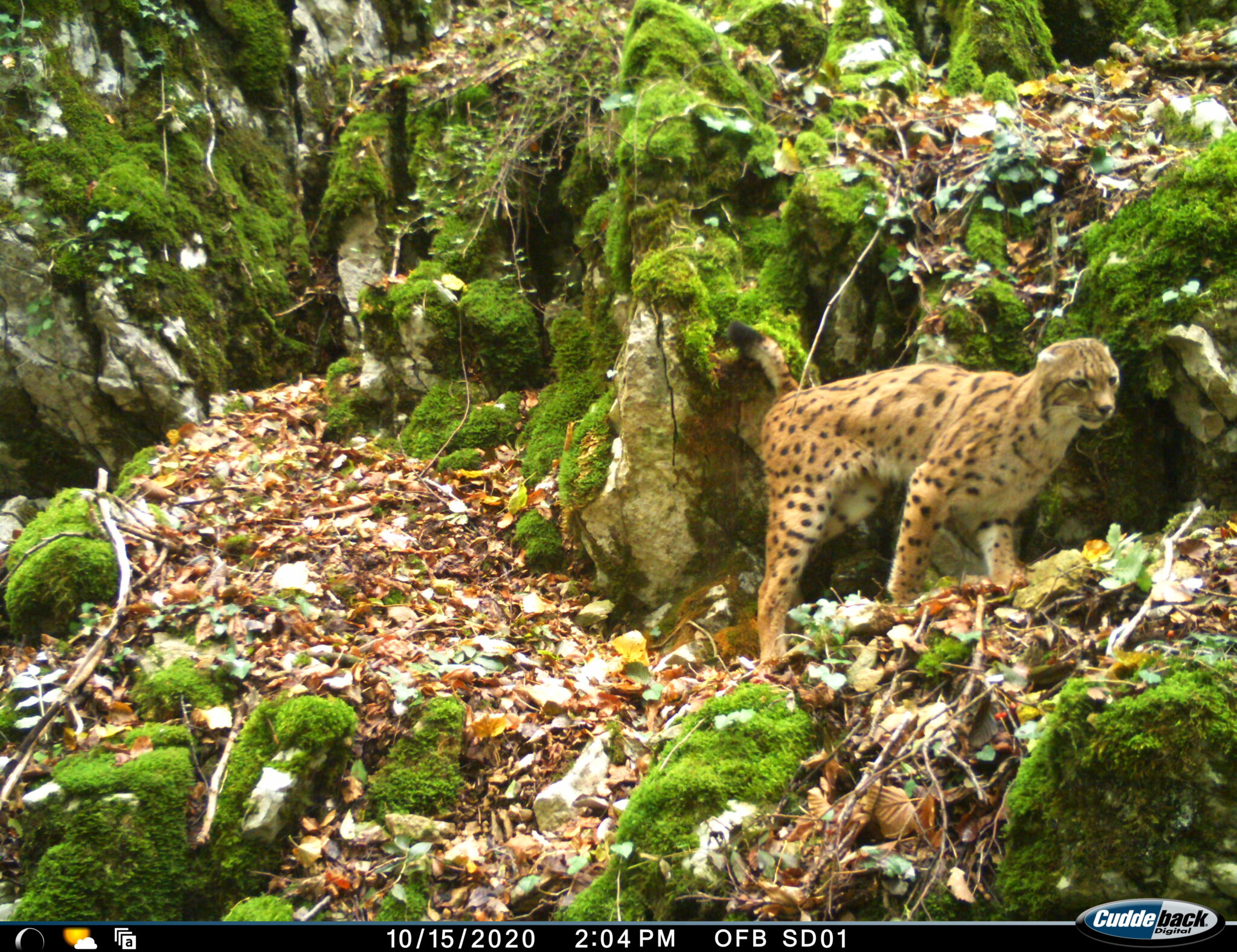 un lynx bien particulier … – IGMA-BIODIVERSITE
